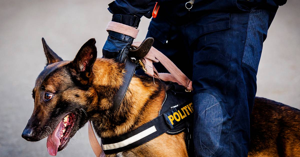 Politie bekijkt of er sprake is van dierenleed bij training ...