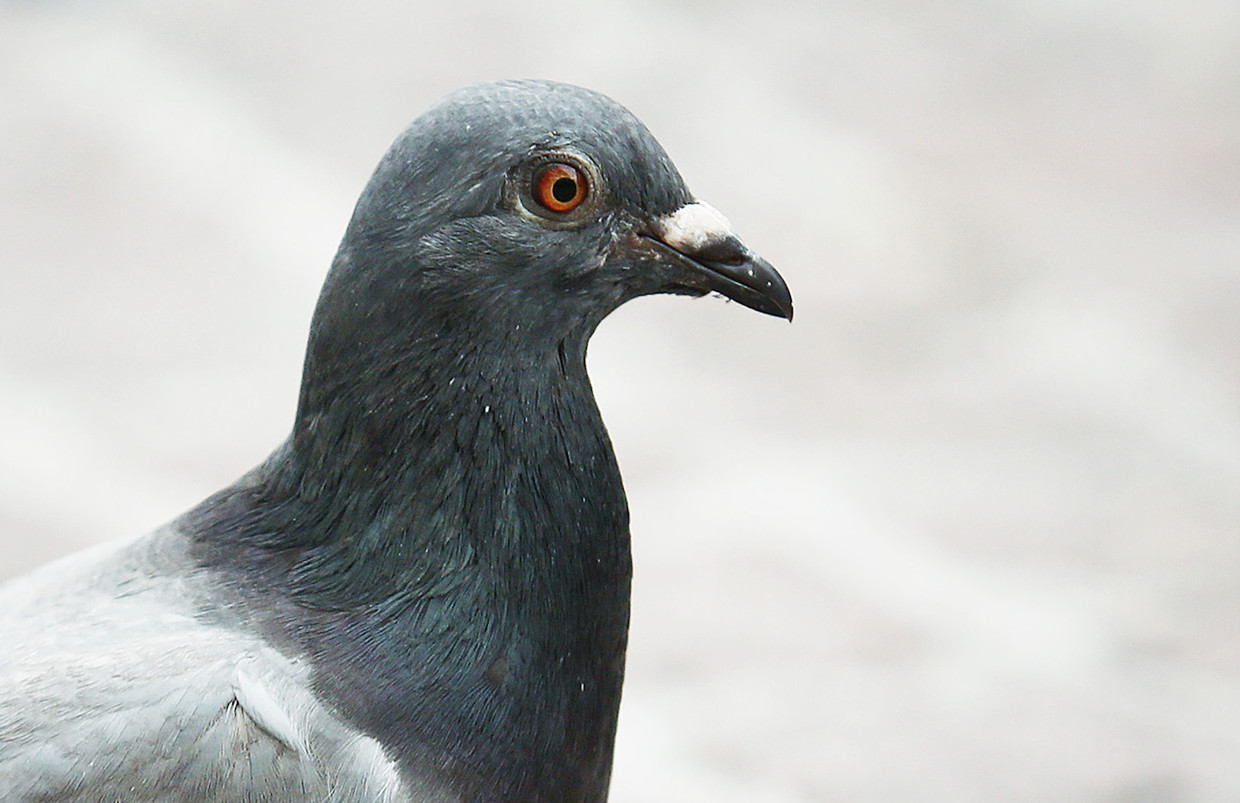 Na 62 jaar is record van Amsterdamse postduif verbroken | Het Parool