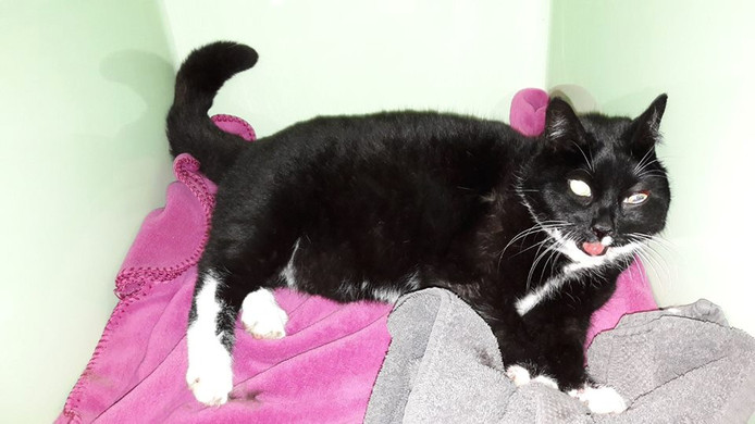 Aangereden kat overleden, automobilist doorgereden | Alphen | AD.nl