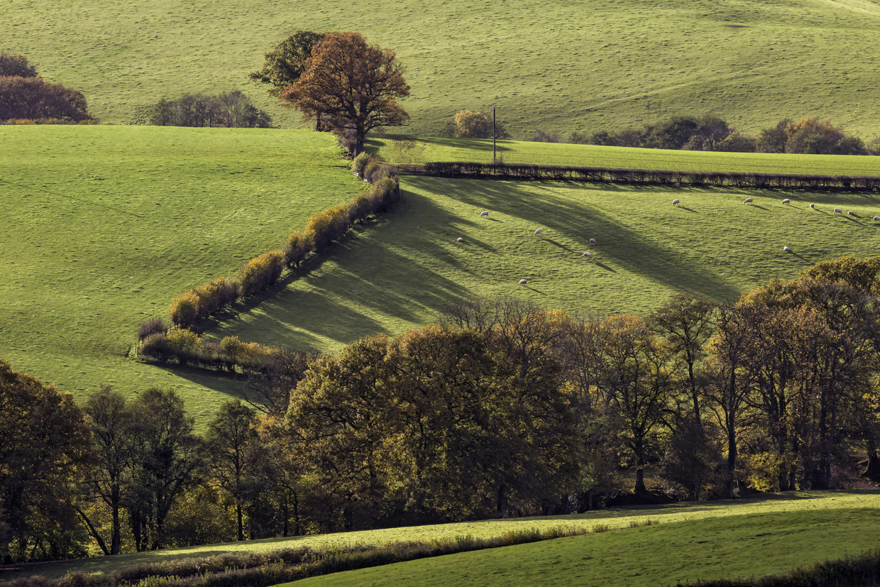 Waalse regering wil 4.000 kilometer hagen planten: ‘Vooral goed voor ...