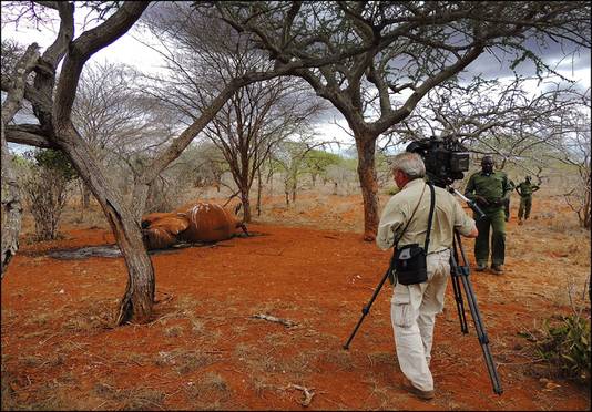 Stropers slachten Afrika's bekendste olifant af | Buitenland | AD.nl