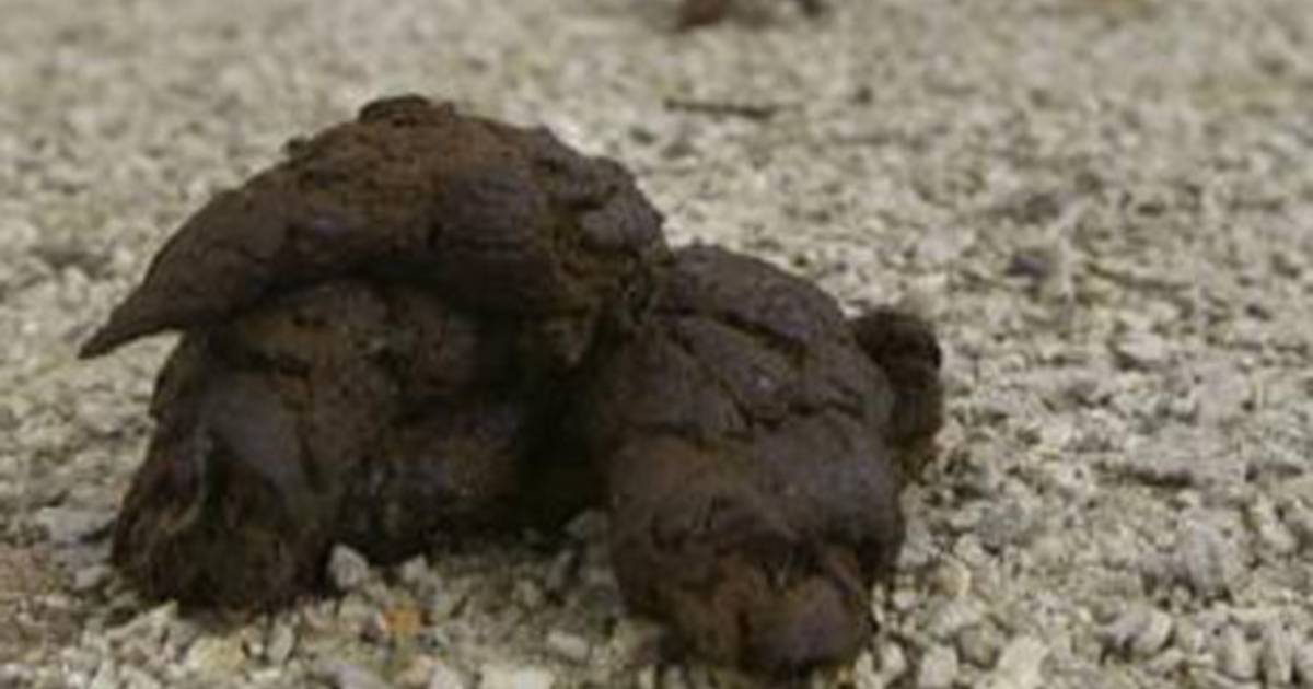 Des test ADN pour identifier les crottes de chien | Insolite | 7sur7.be