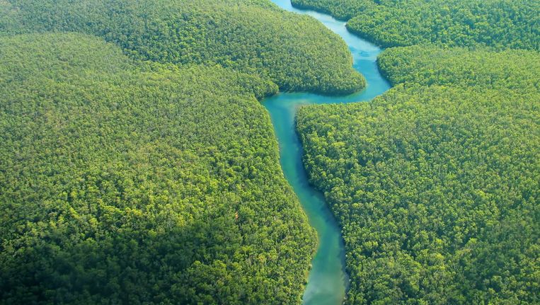 Opslagcapaciteit CO2 Amazonewoud neemt af | De Volkskrant