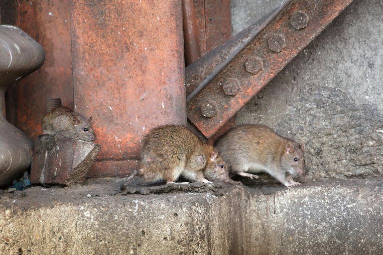 De rat rukt op en hij is niet van plan snel te verdwijnen. 'Die ...