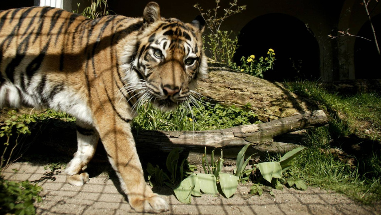 Artis sluit roofdierengalerij: tijgers en panters zijn verleden tijd ...