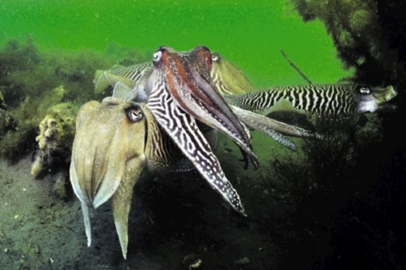 Tentenkamp voor inktvissen | TROUW