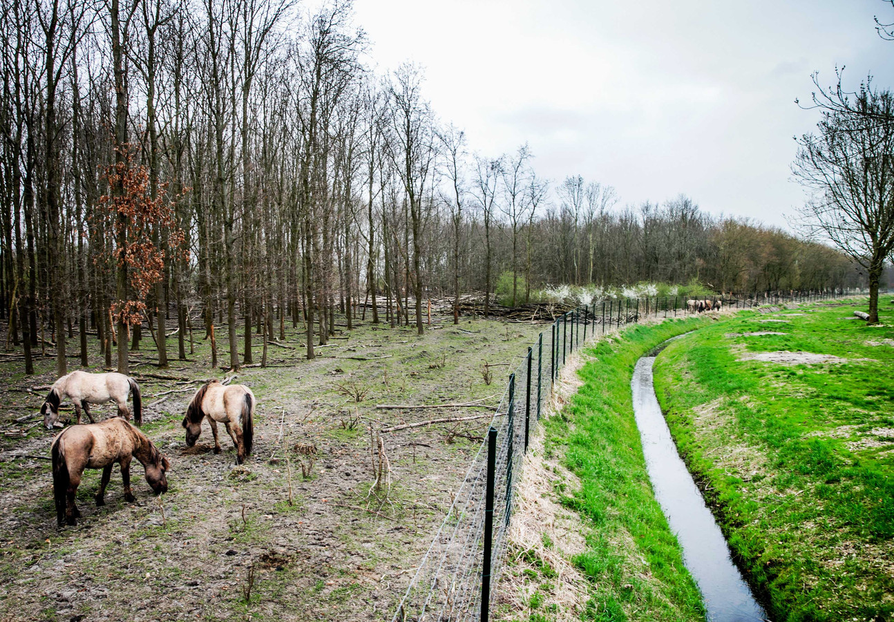 LIVE: Dag van de waarheid voor grote grazers Oostvaardersplassen | Foto ... LIVE: Dag van de waarheid voor grote grazers Oostvaardersplassen | Foto ...
