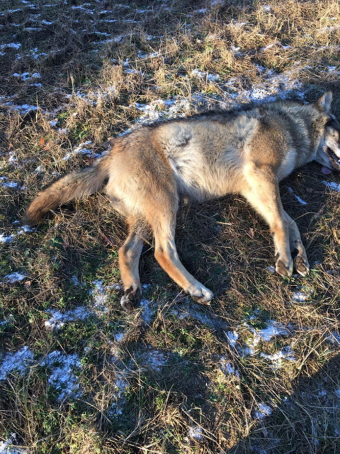 Twentse jager schiet wolf dood: ‘Ik kon toch niet toezien hoe de honden ...
