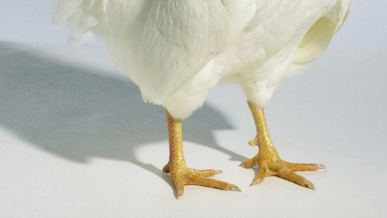 Manke kip krijgt poot uit 3D-printer | Bizar | HLN